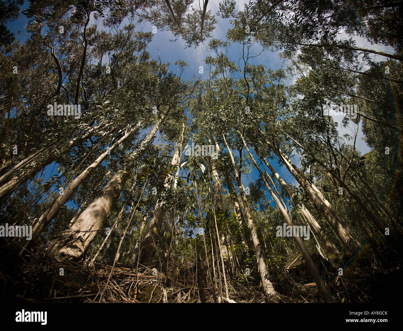 Eucalyptus forest, Madeira, Portugal Stock Photo - Alamy
