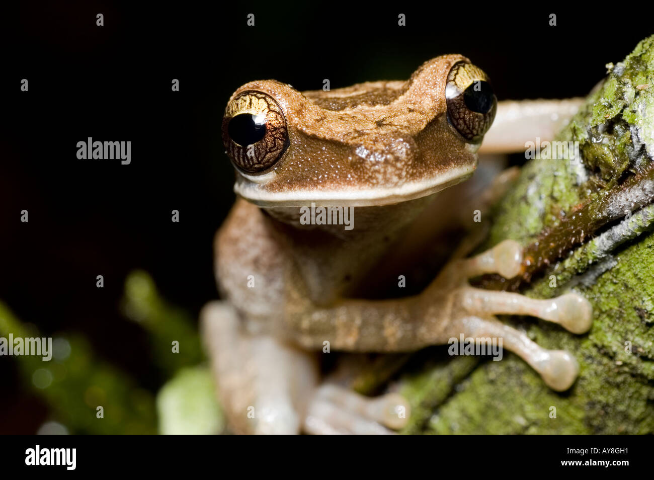 Map tree frog hi-res stock photography and images - Alamy