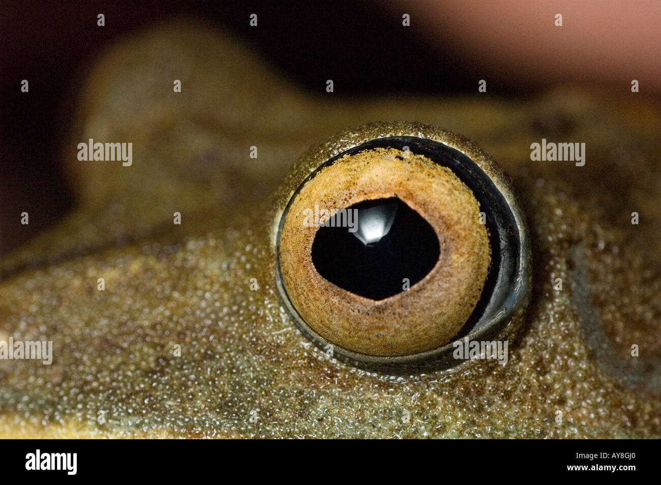 tree frog eye Stock Photo - Alamy