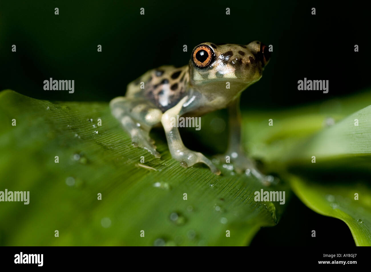 juvenile tree frog Stock Photo - Alamy