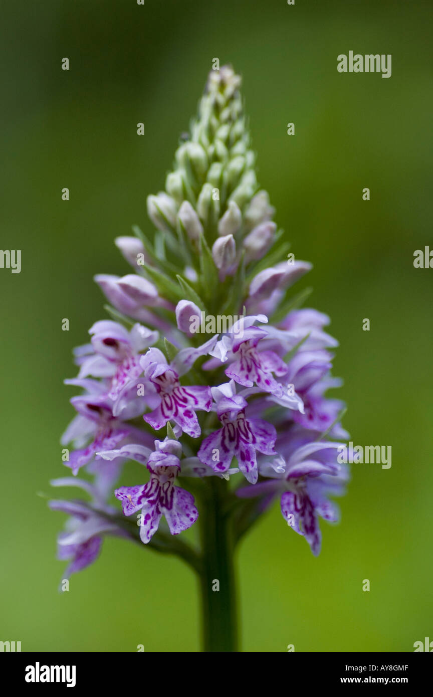 common spotted orchid Stock Photo - Alamy