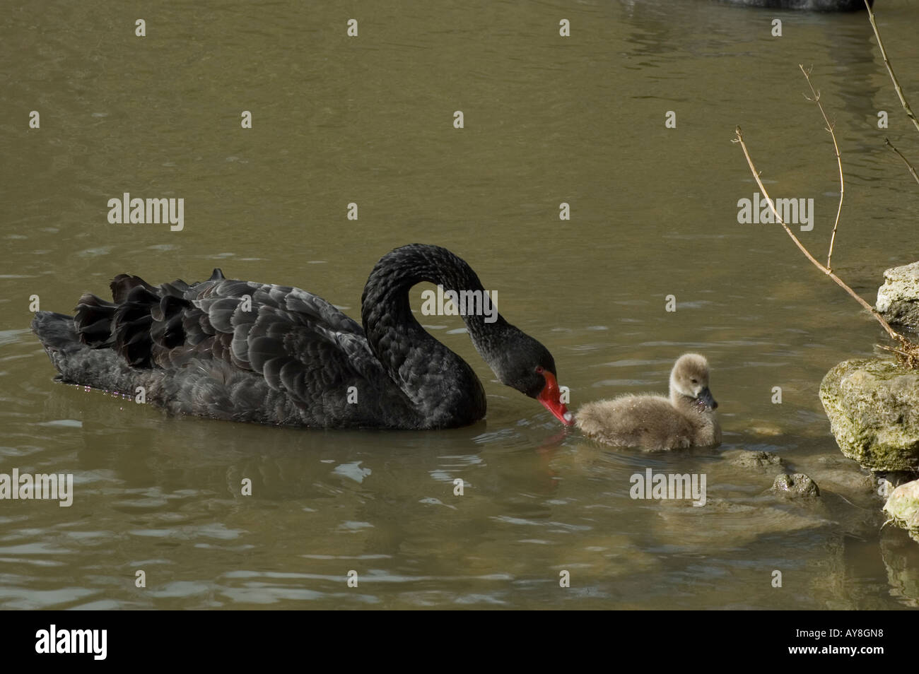 black swan with signet Stock Photo - Alamy