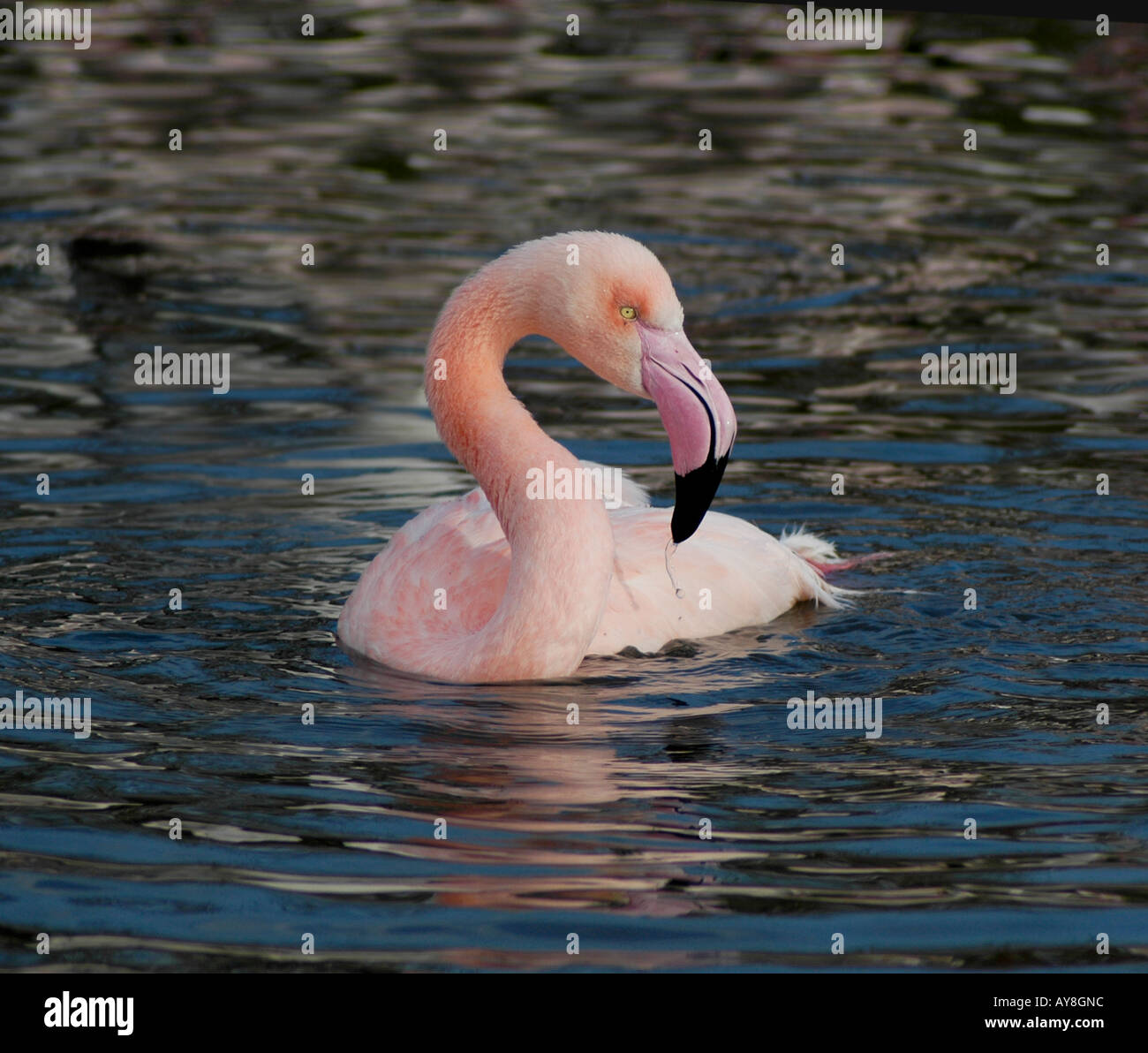 Greater flamingo washing Stock Photo - Alamy