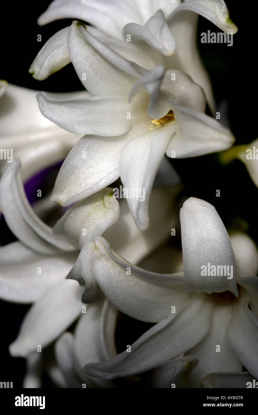 HYACINTH (Hyacinthus orientalis Stock Photo - Alamy