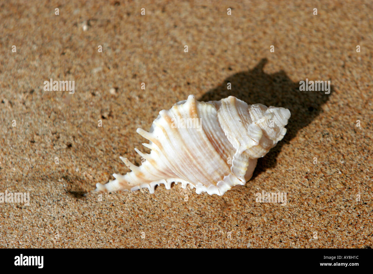 Shell on beach Ko Libong island Thailand Stock Photo - Alamy