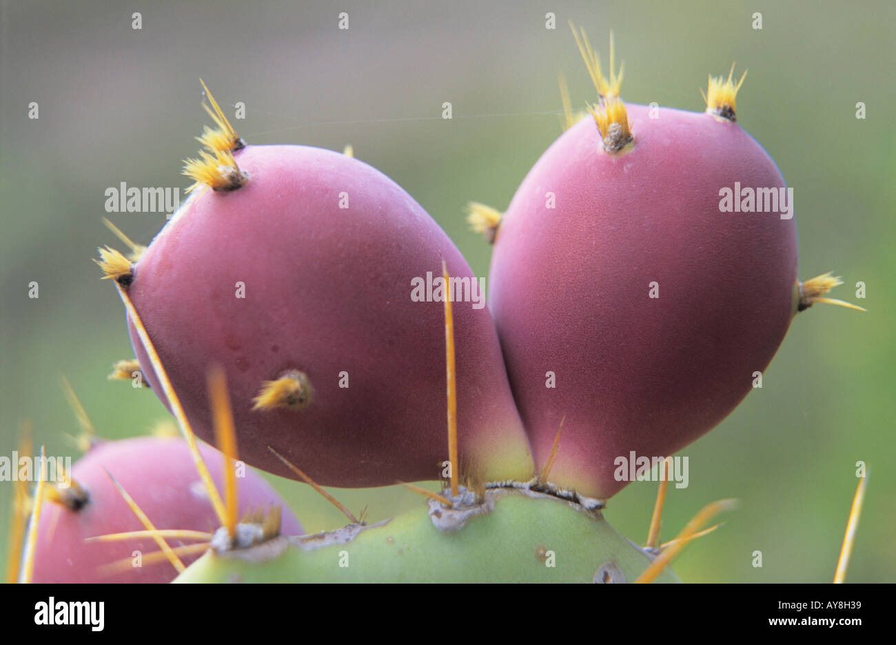 Fruits Of Prickly Pears Opuntia Dillenii In Tenerife Canary Islands