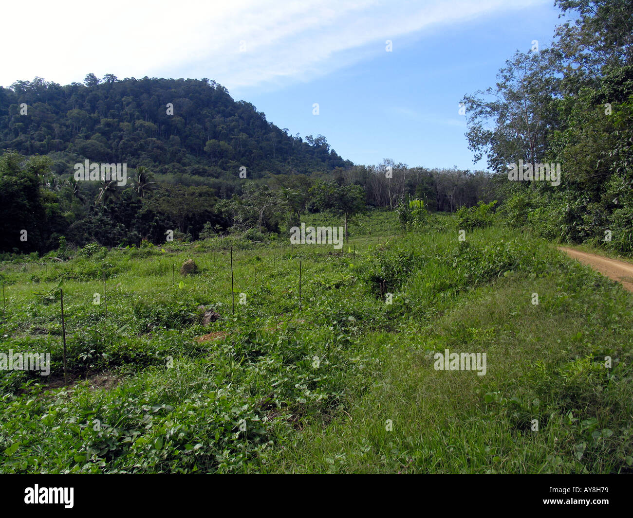 Unmade track winds through interior of Ko Libong island Thailand Stock ...