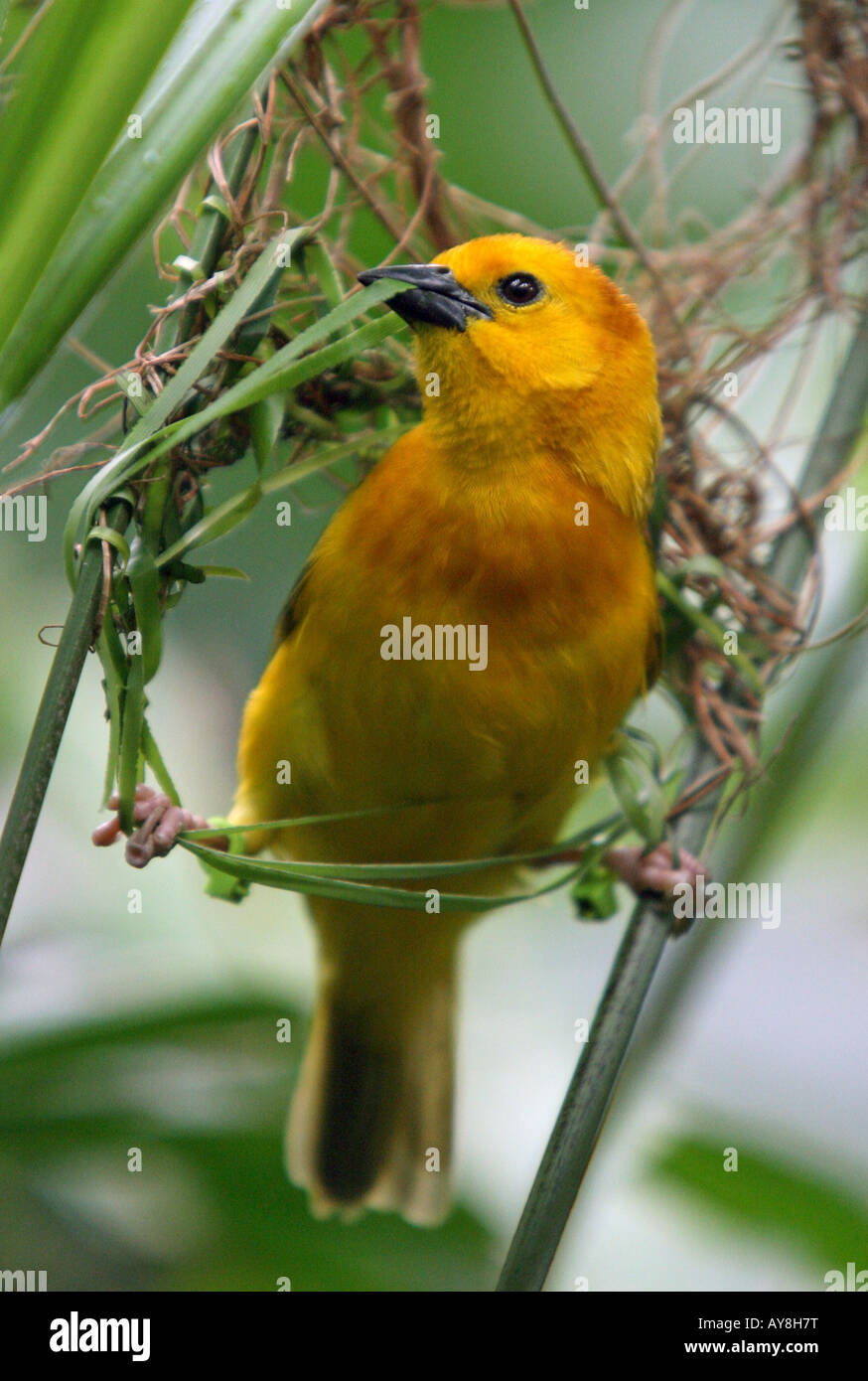 A Taveta Golden Weaver weaves a nest at the Central Park Zoo Stock ...