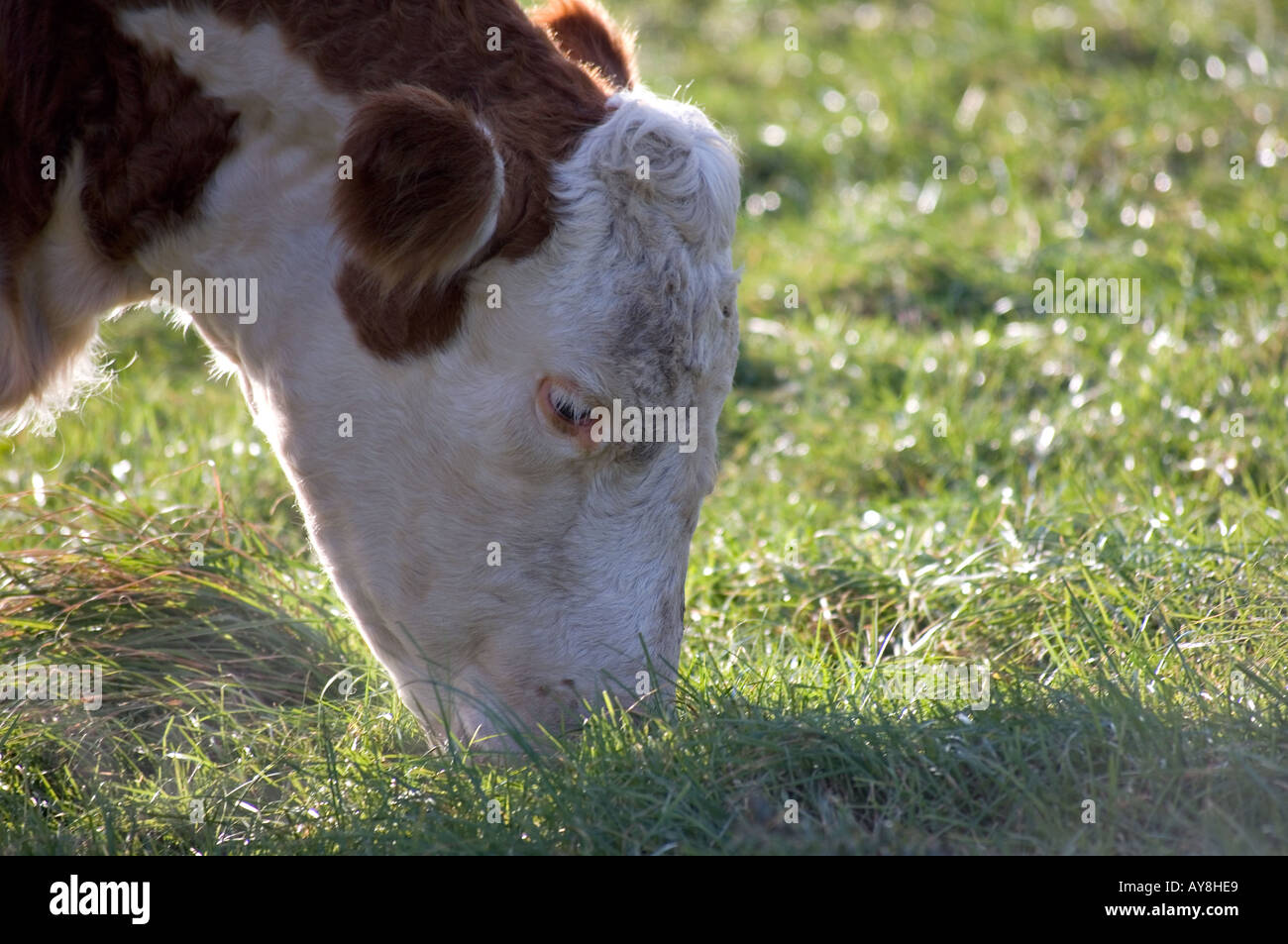 M cattle hi-res stock photography and images - Alamy