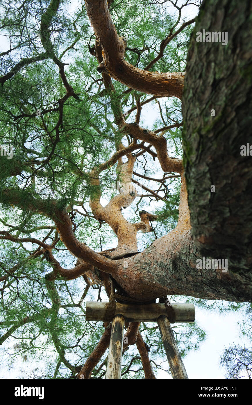 Tree branch with bamboo support tied beneath Stock Photo - Alamy