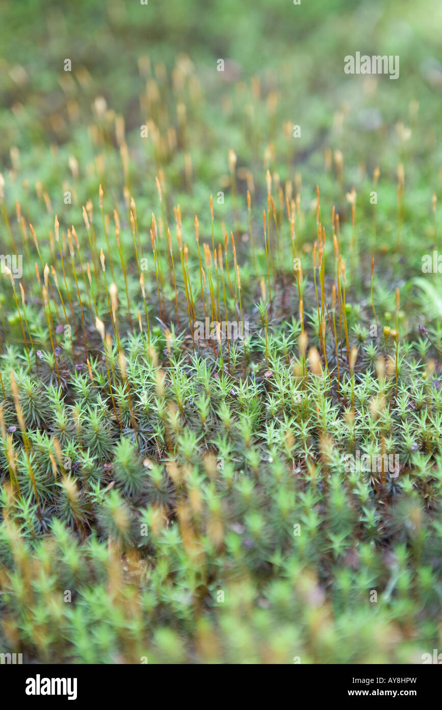 New vegetation growing, close-up Stock Photo - Alamy
