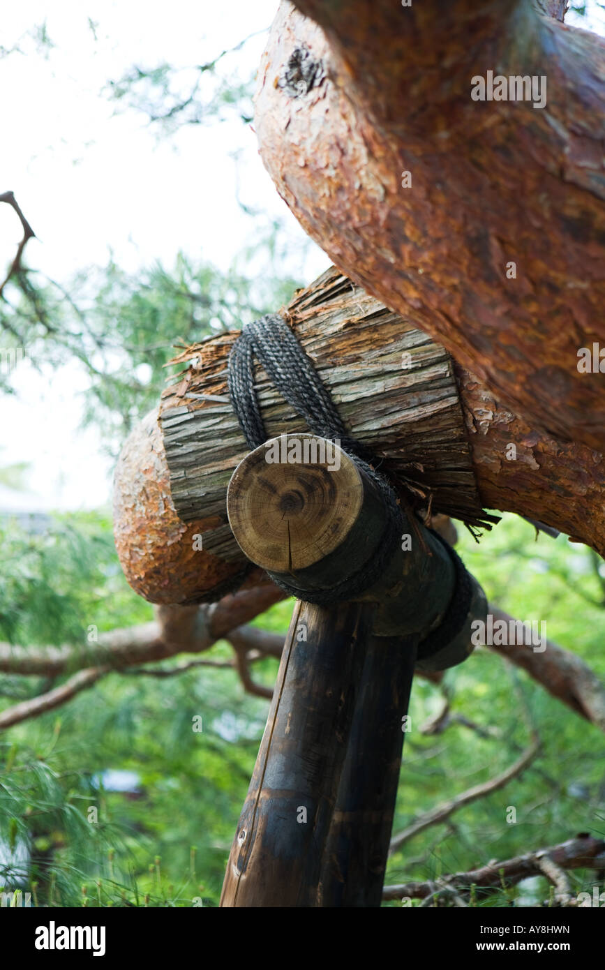 Bamboo knots hi-res stock photography and images - Alamy