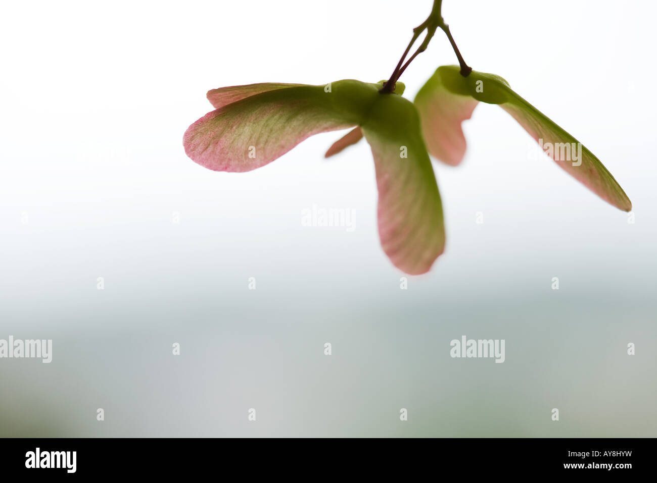 Seed pods backlit hi-res stock photography and images - Alamy