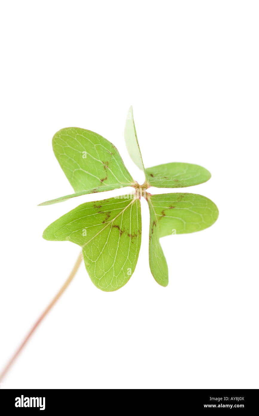 Four leaf clover hi-res stock photography and images - Alamy
