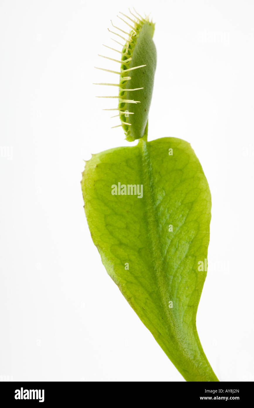 Venus flytrap, close-up Stock Photo - Alamy