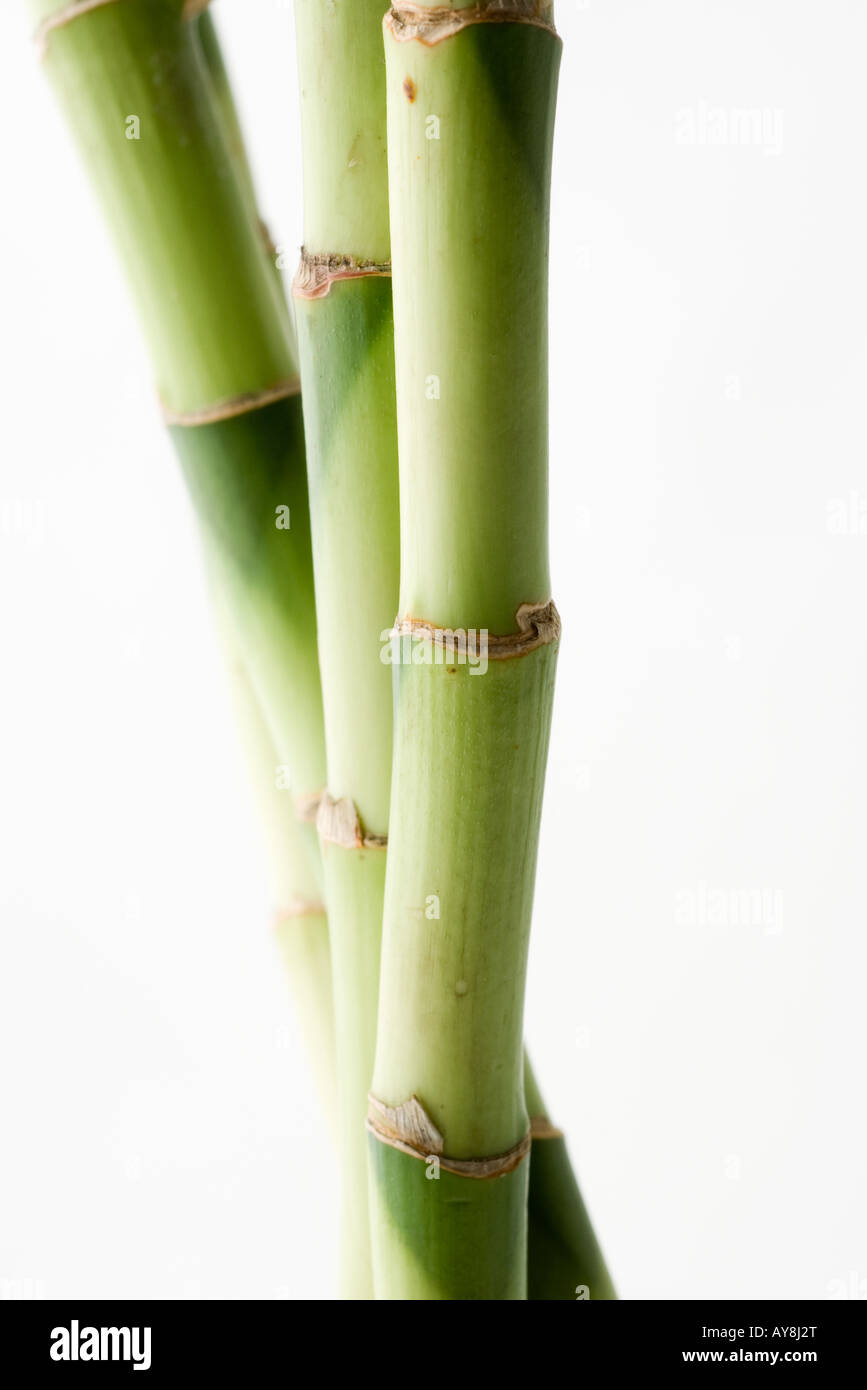 Bamboo sections hi-res stock photography and images - Alamy