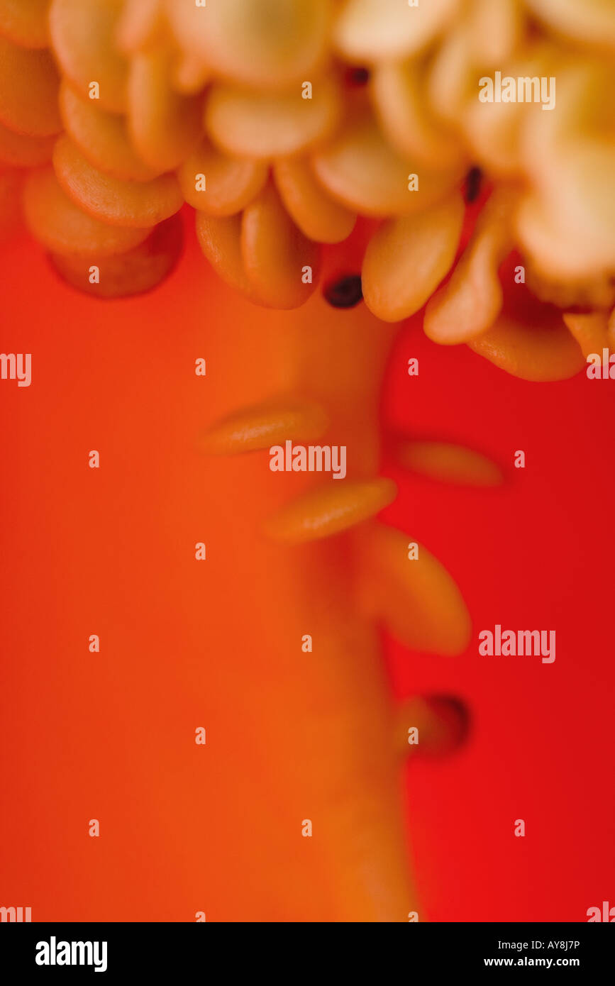 Red bell pepper inside and seeds, extreme close-up Stock Photo - Alamy