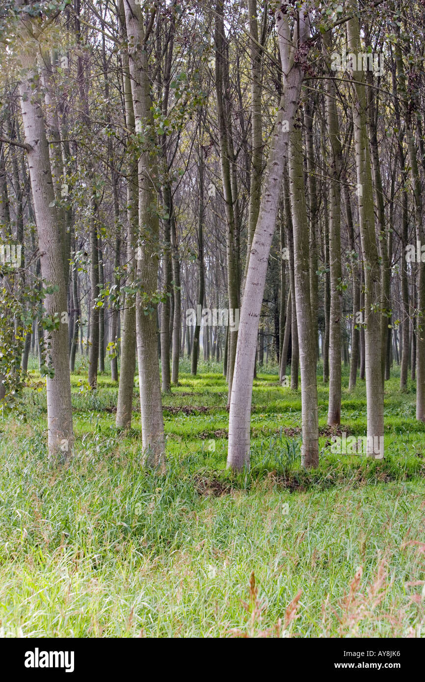 Tree plantation piemonte italy hi-res stock photography and images - Alamy