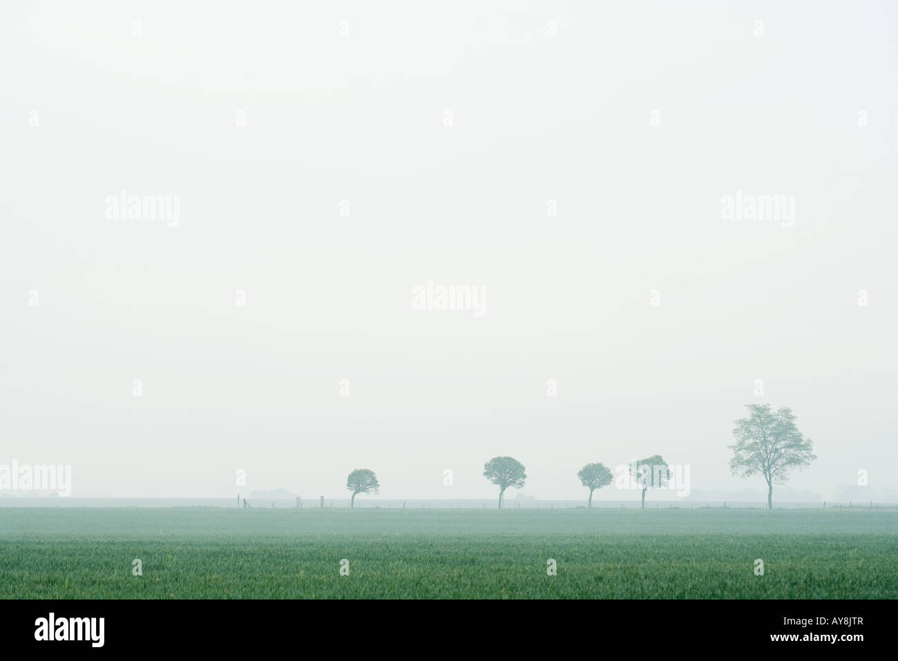 Line of trees in foggy landscape Stock Photo - Alamy