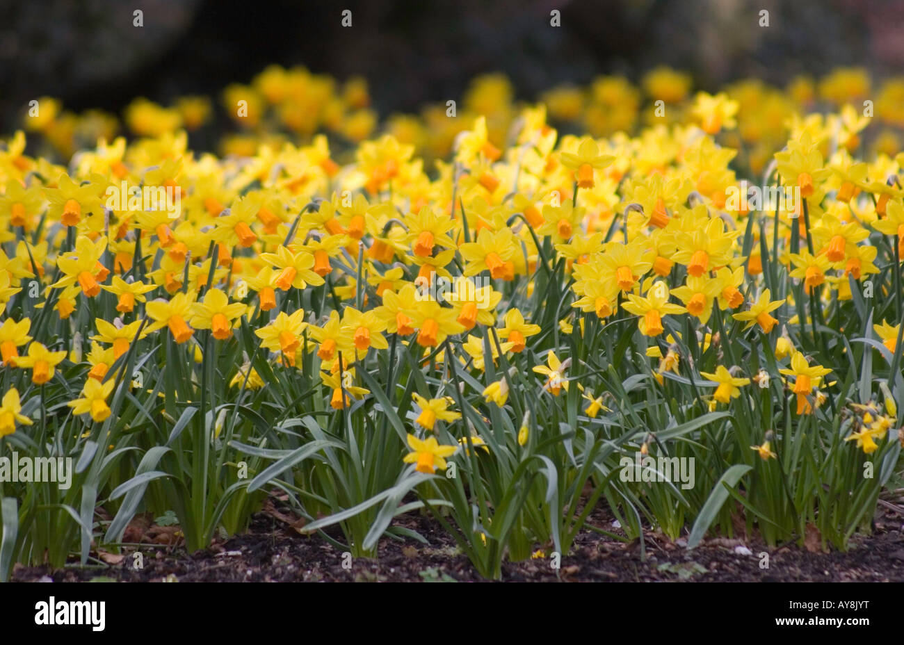 Mass planting of daffodils hi-res stock photography and images - Alamy
