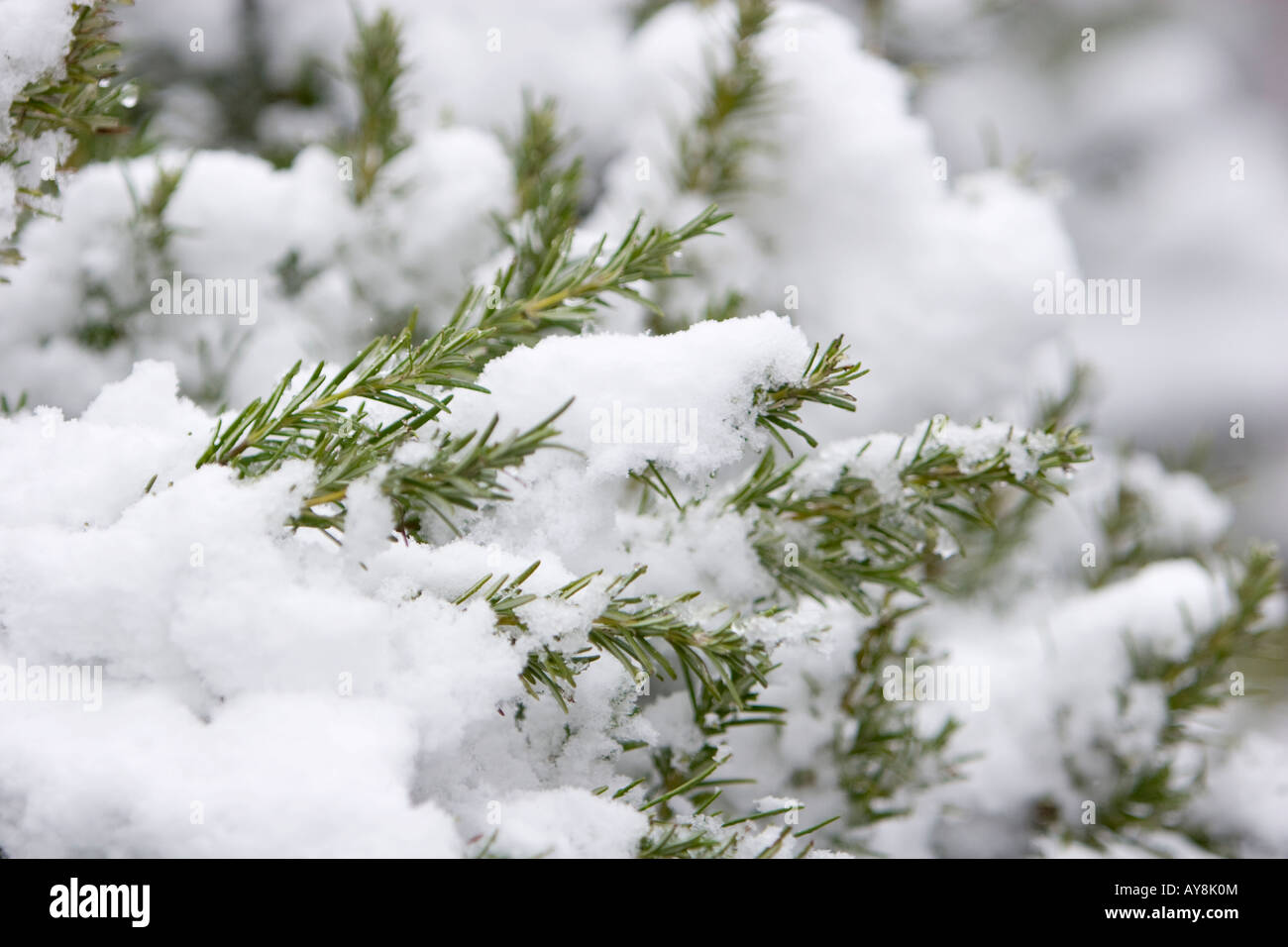 Sprinkling of snow hi-res stock photography and images - Alamy