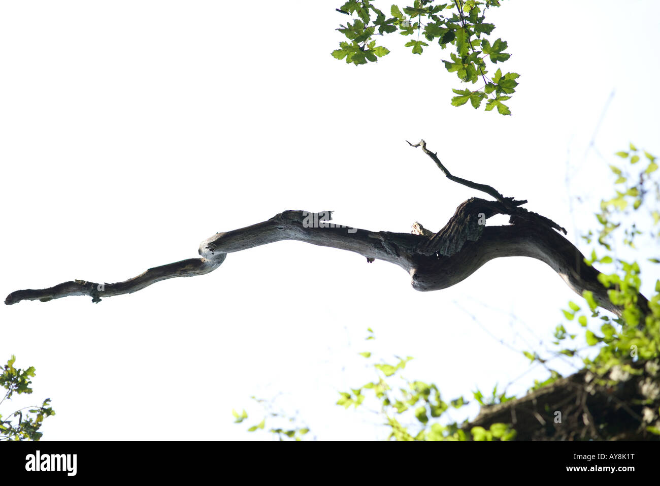 Cropped view of bare tree branch, low angle view Stock Photo - Alamy
