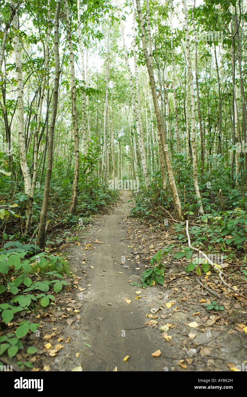 Path winding through woods Stock Photo - Alamy