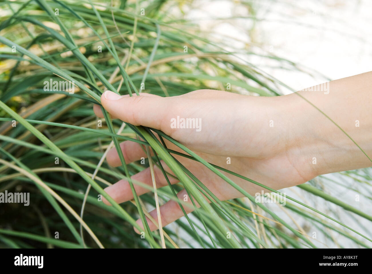 Hand touching tall grass, close-up, cropped Stock Photo - Alamy