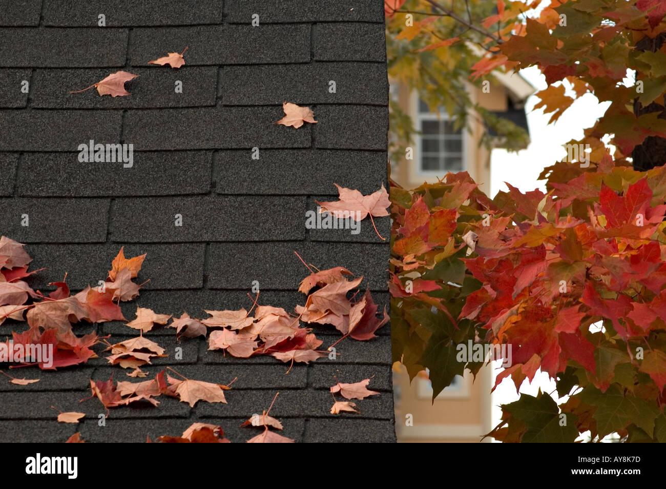 Leaves on a roof hi-res stock photography and images - Alamy