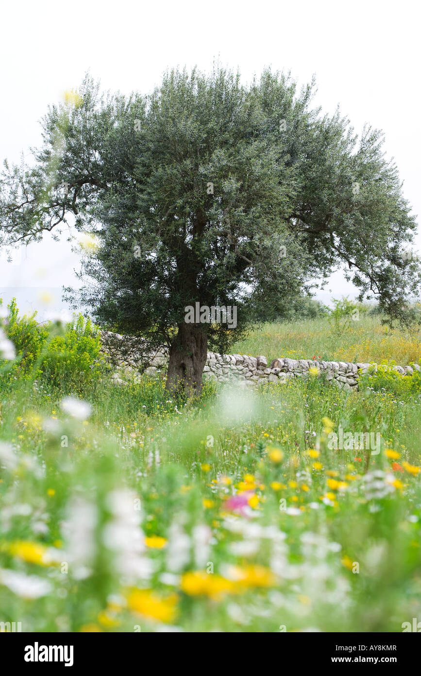 Tall olive tree hi-res stock photography and images - Alamy