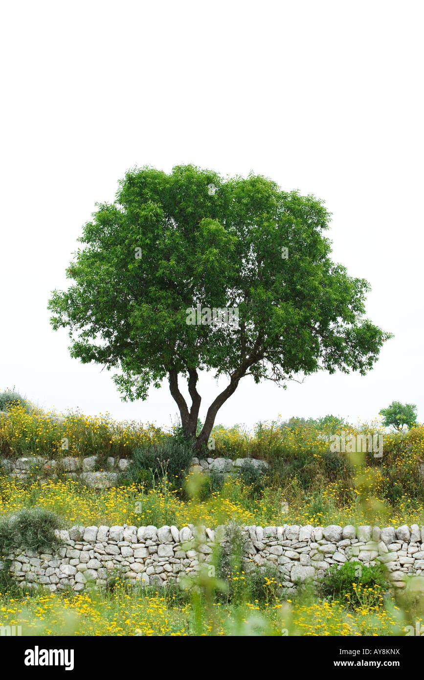 Low stone walls hi-res stock photography and images - Alamy