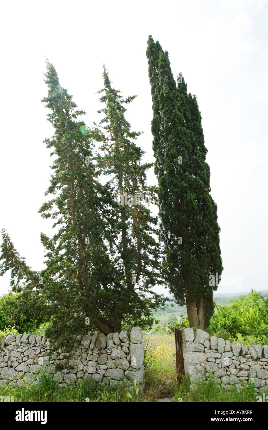 Cedar trees behind low stone wall with gate Stock Photo - Alamy