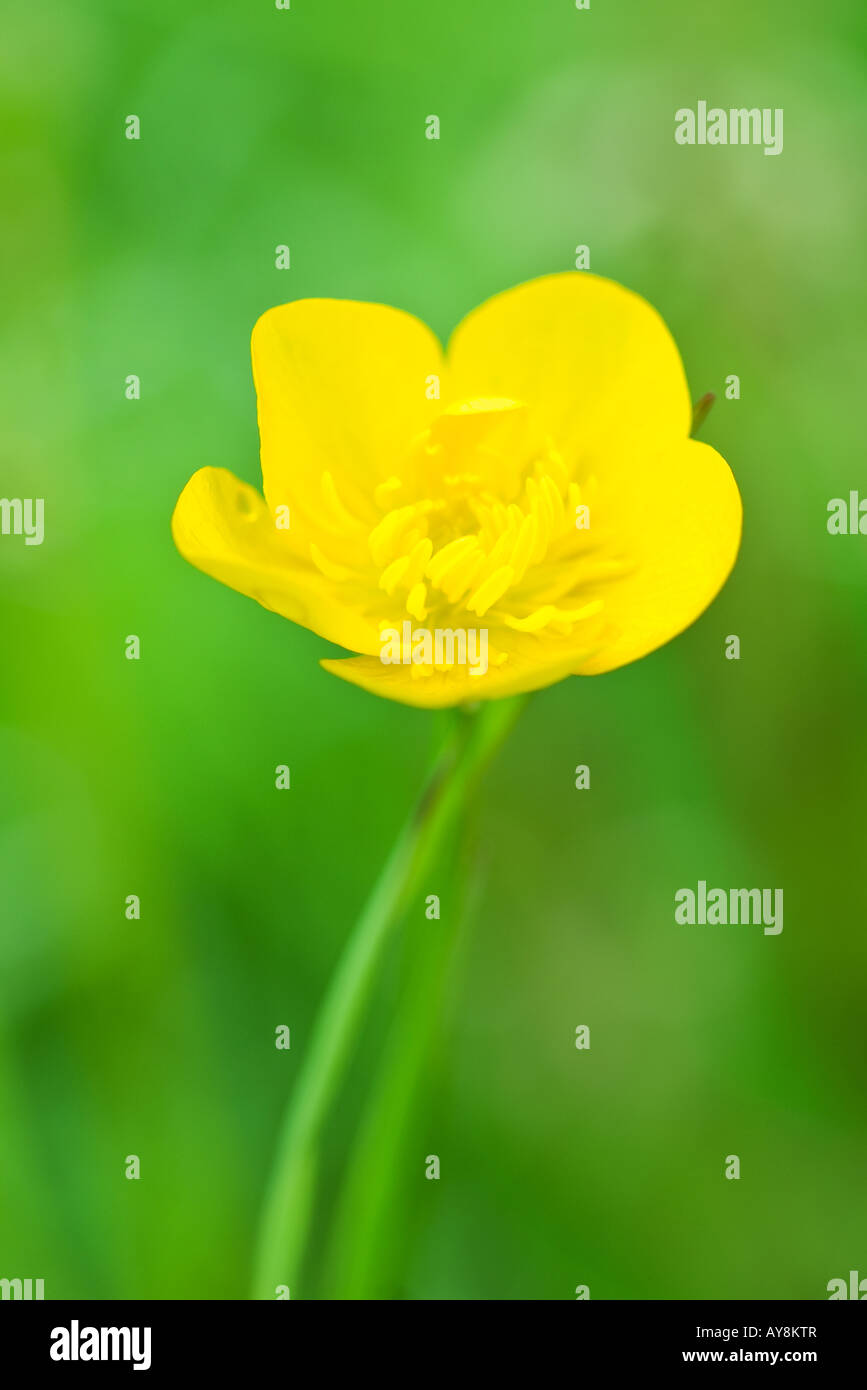 Buttercup hi-res stock photography and images - Alamy