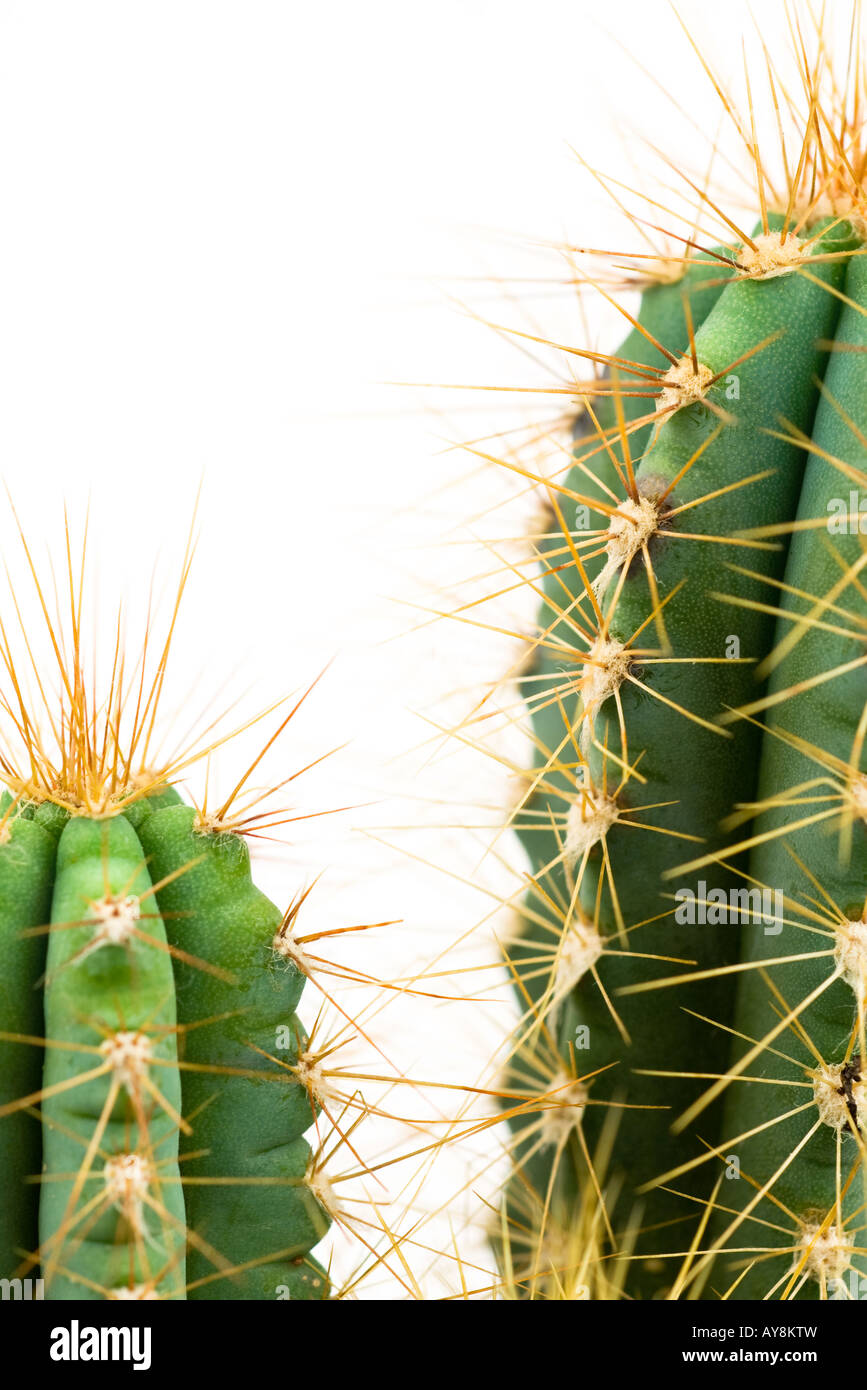 Cacti images hi-res stock photography and images - Alamy