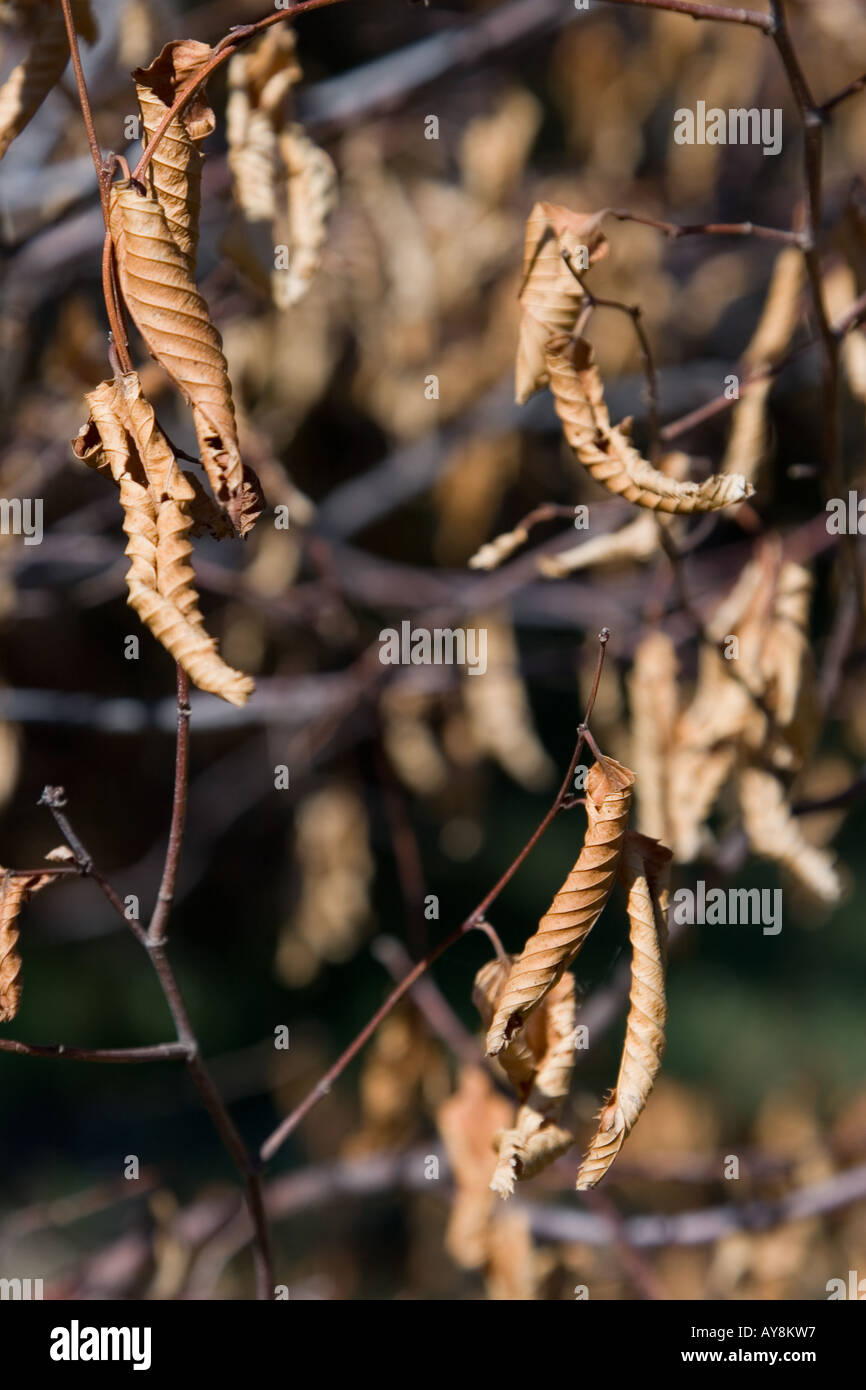 Stock photo shot October 2006 in Stanjel Slovenia Dried out leaves ...
