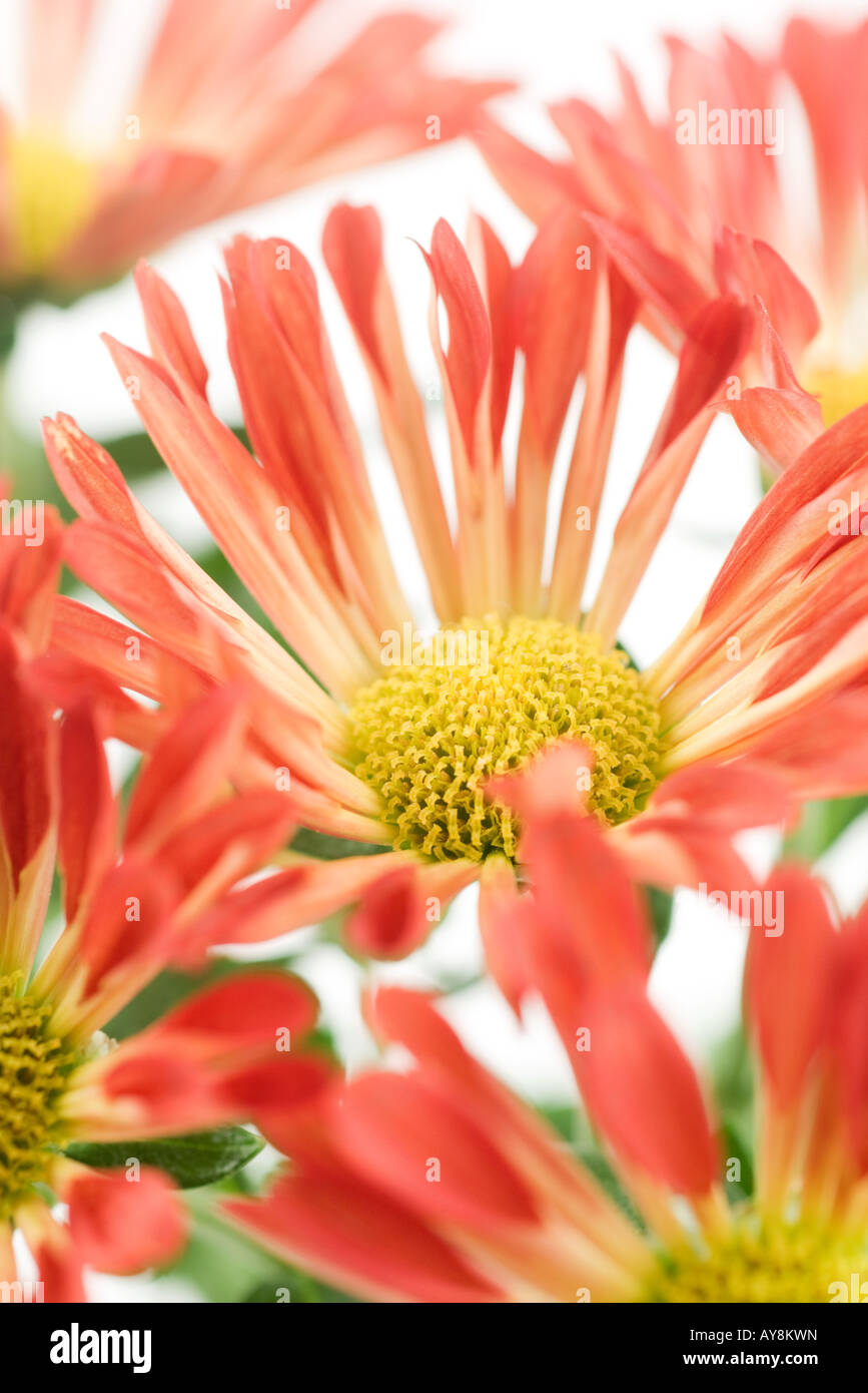 Chrysanthemums images hi-res stock photography and images - Alamy