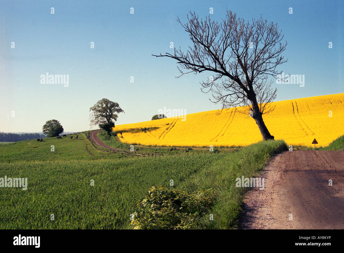 Rapeseed field in southern Sweden, springtime Stock Photo - Alamy