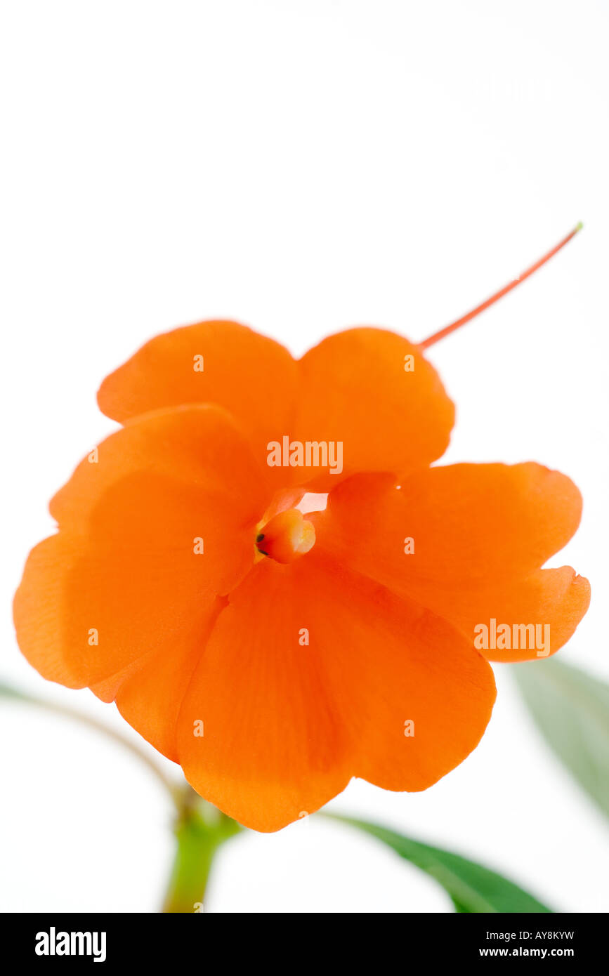 Flower without petals Cut Out Stock Images & Pictures - Alamy