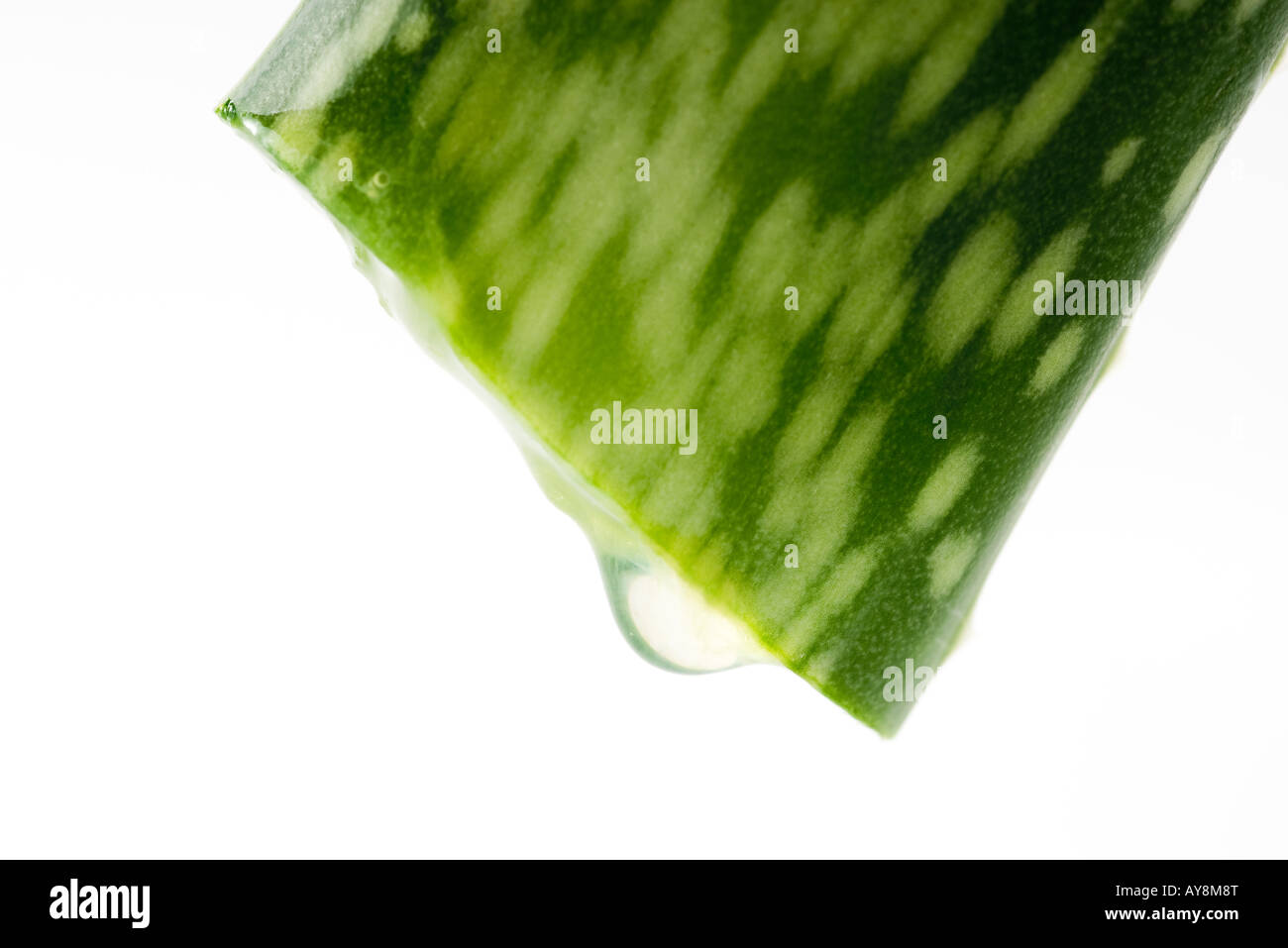 Slice of aloe vera dripping, extreme close-up Stock Photo - Alamy