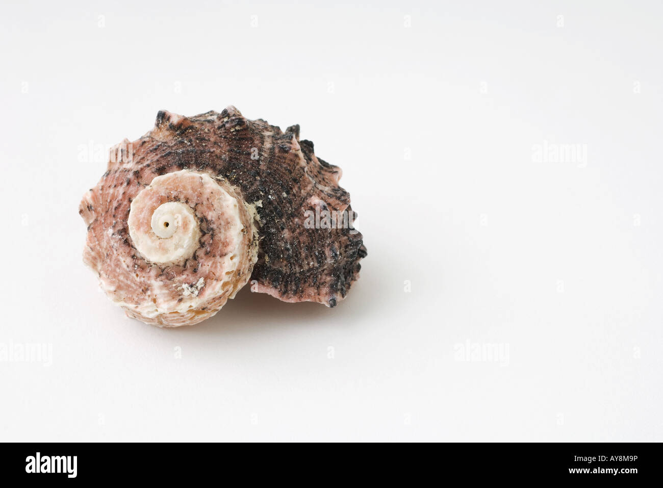 Seashell theme hi-res stock photography and images - Alamy