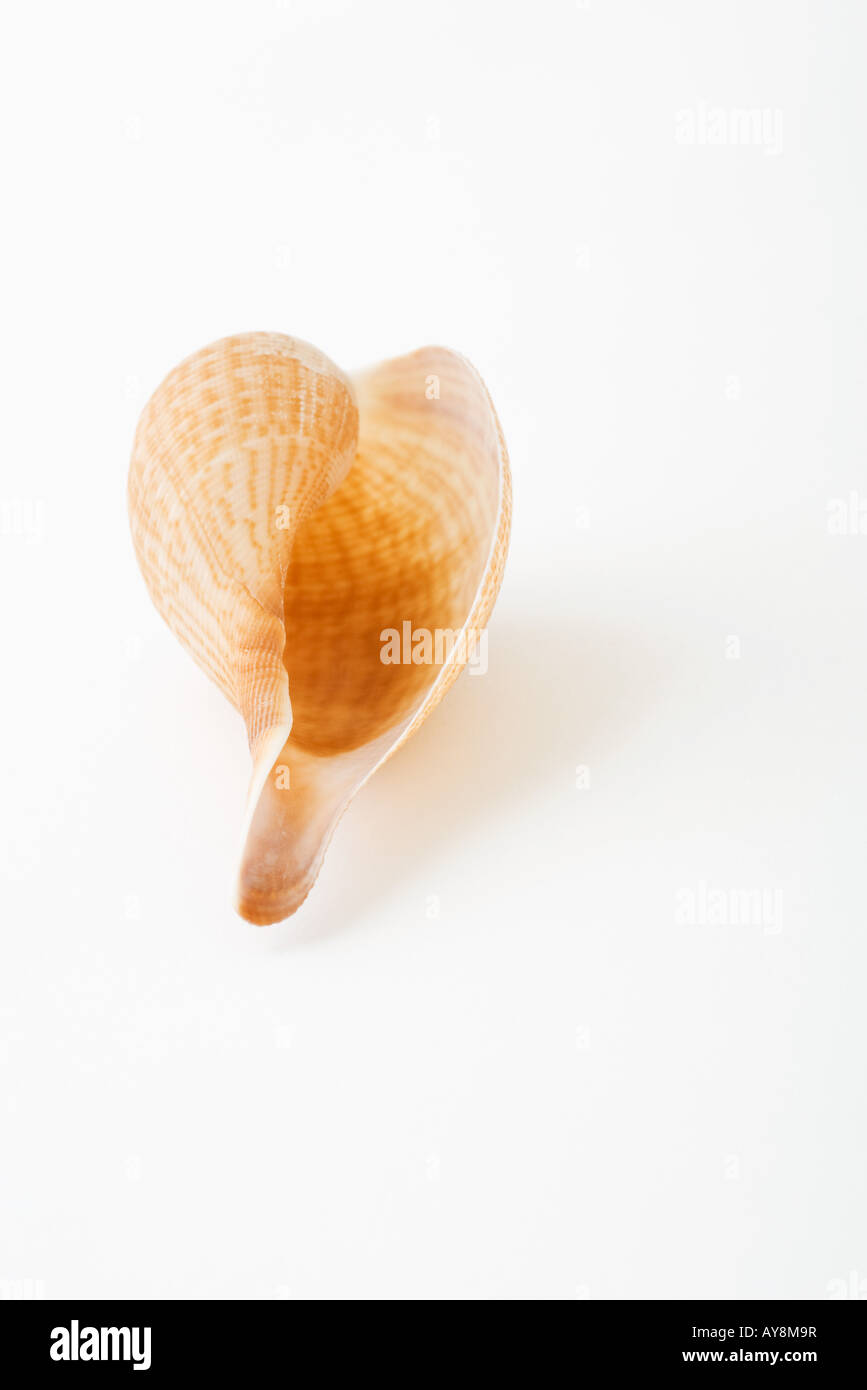 Seashell 1 hi-res stock photography and images - Alamy