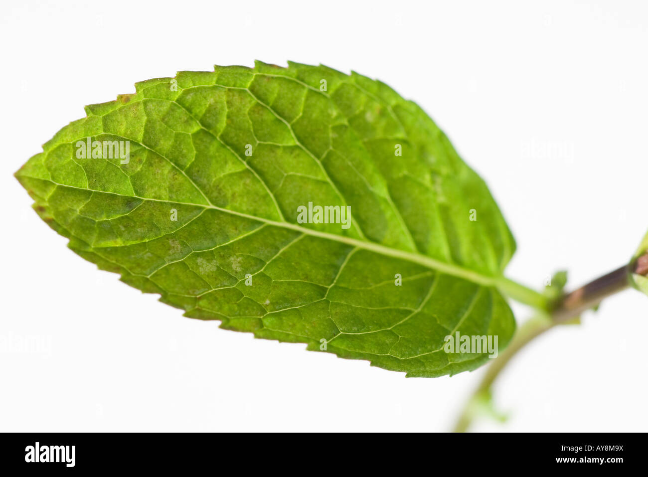 Mint Plants High Resolution Stock Photography and Images - Alamy