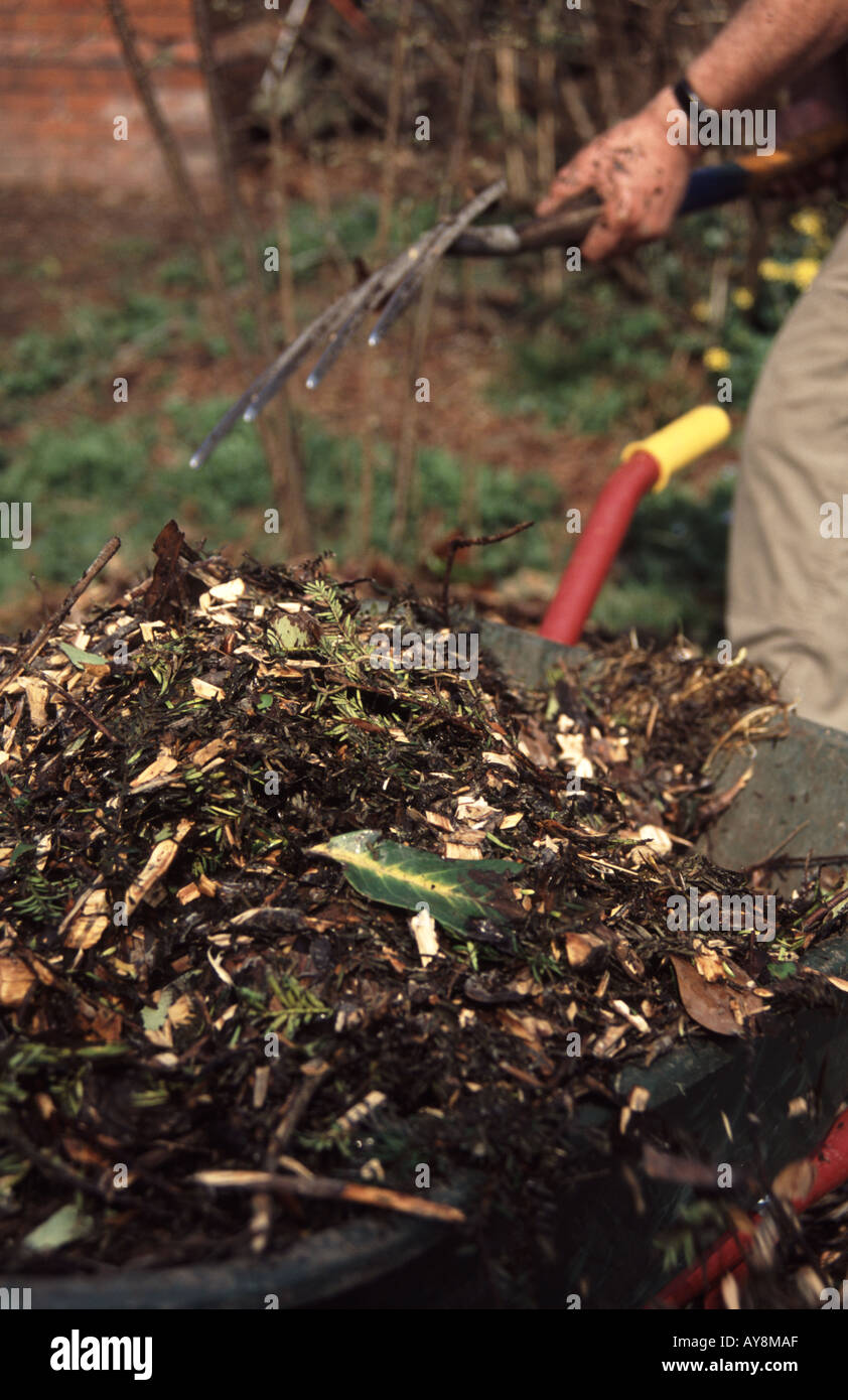 Gathering compost in a wheelbarrow, garden, Shropshire, England Stock ...