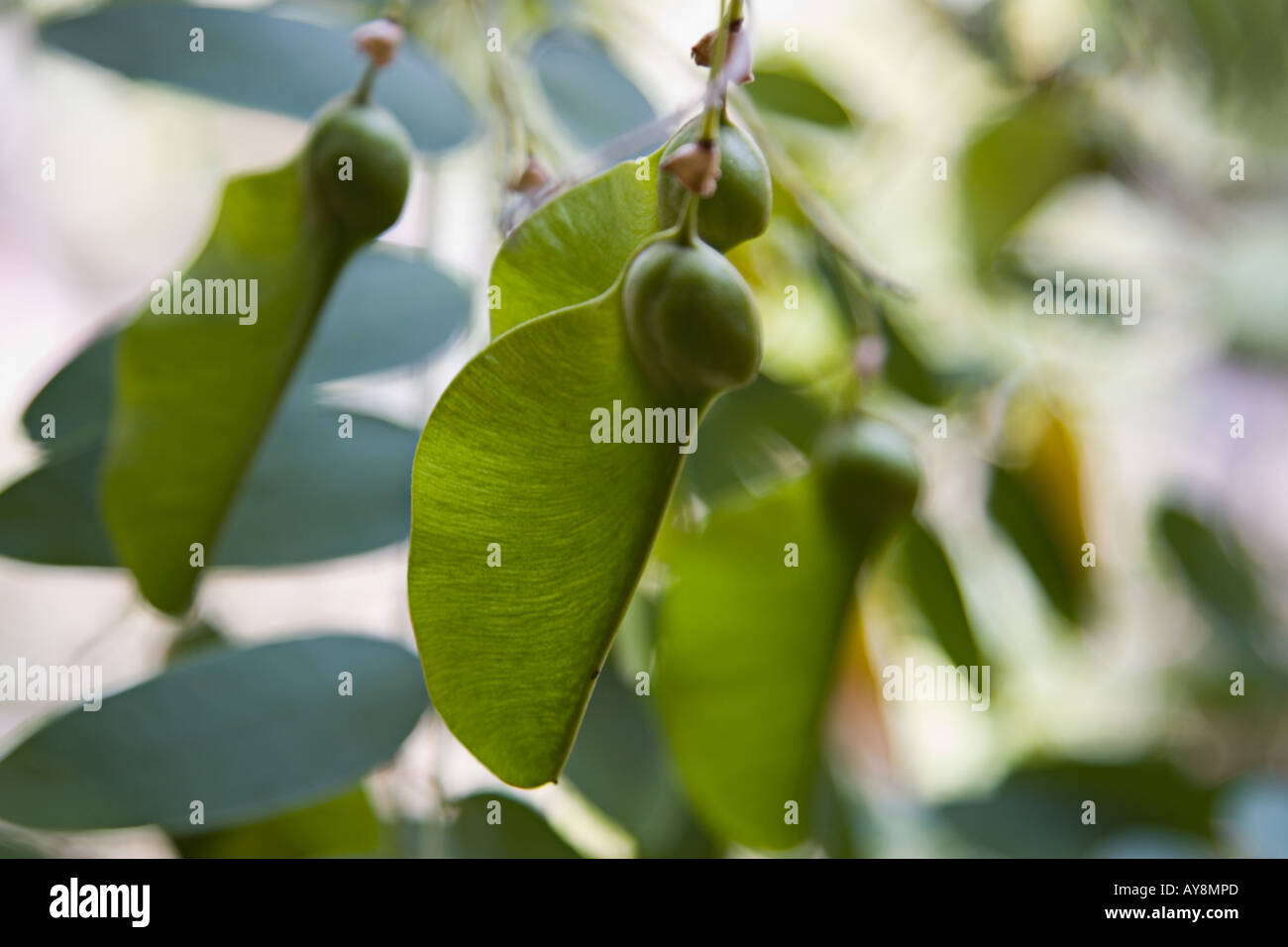 Stock photo of green plant pods displaying single seed enclosed Stock ...