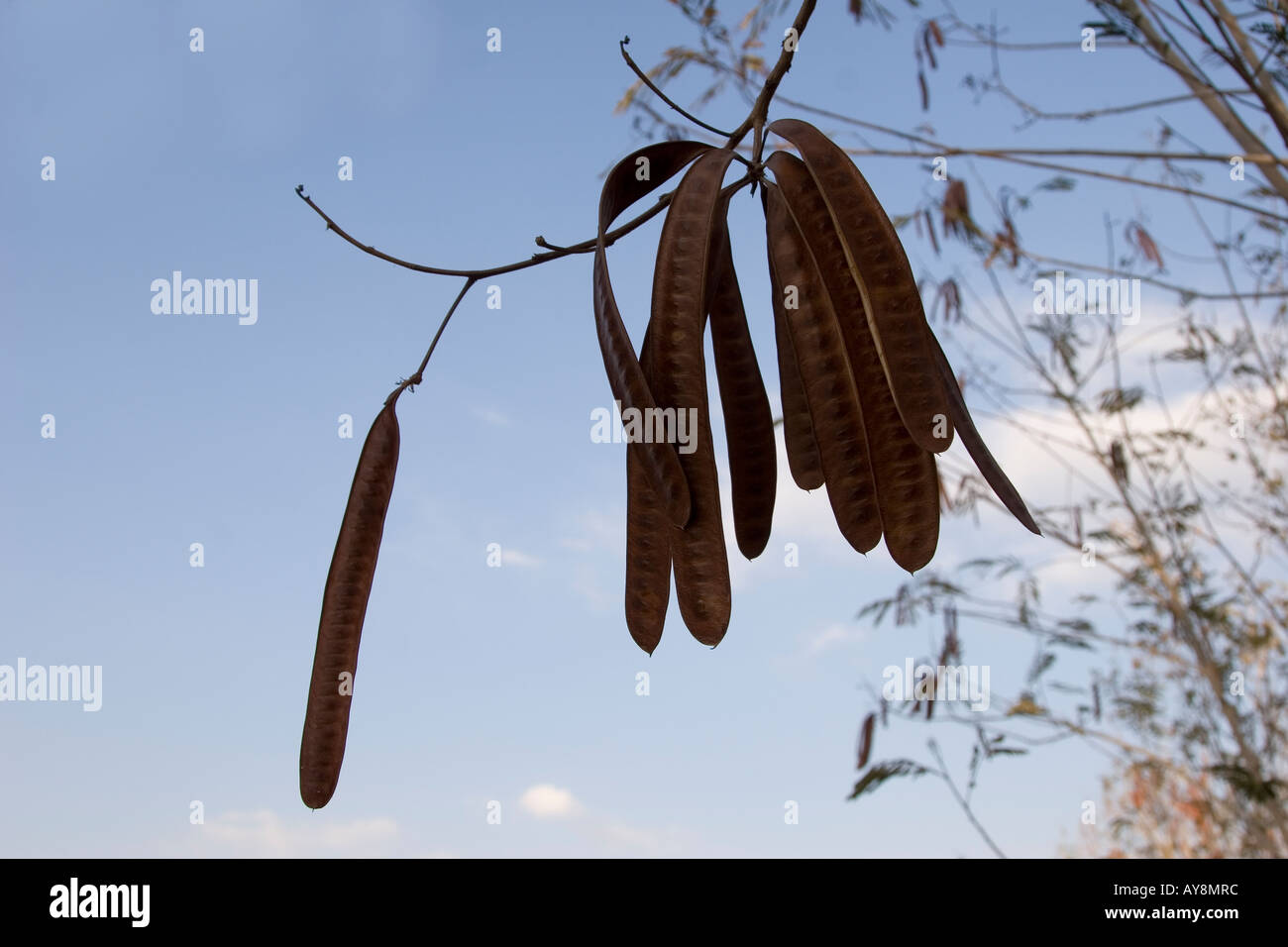 Stock photo of brown multi seed tree pods Shot september 2006 in the ...