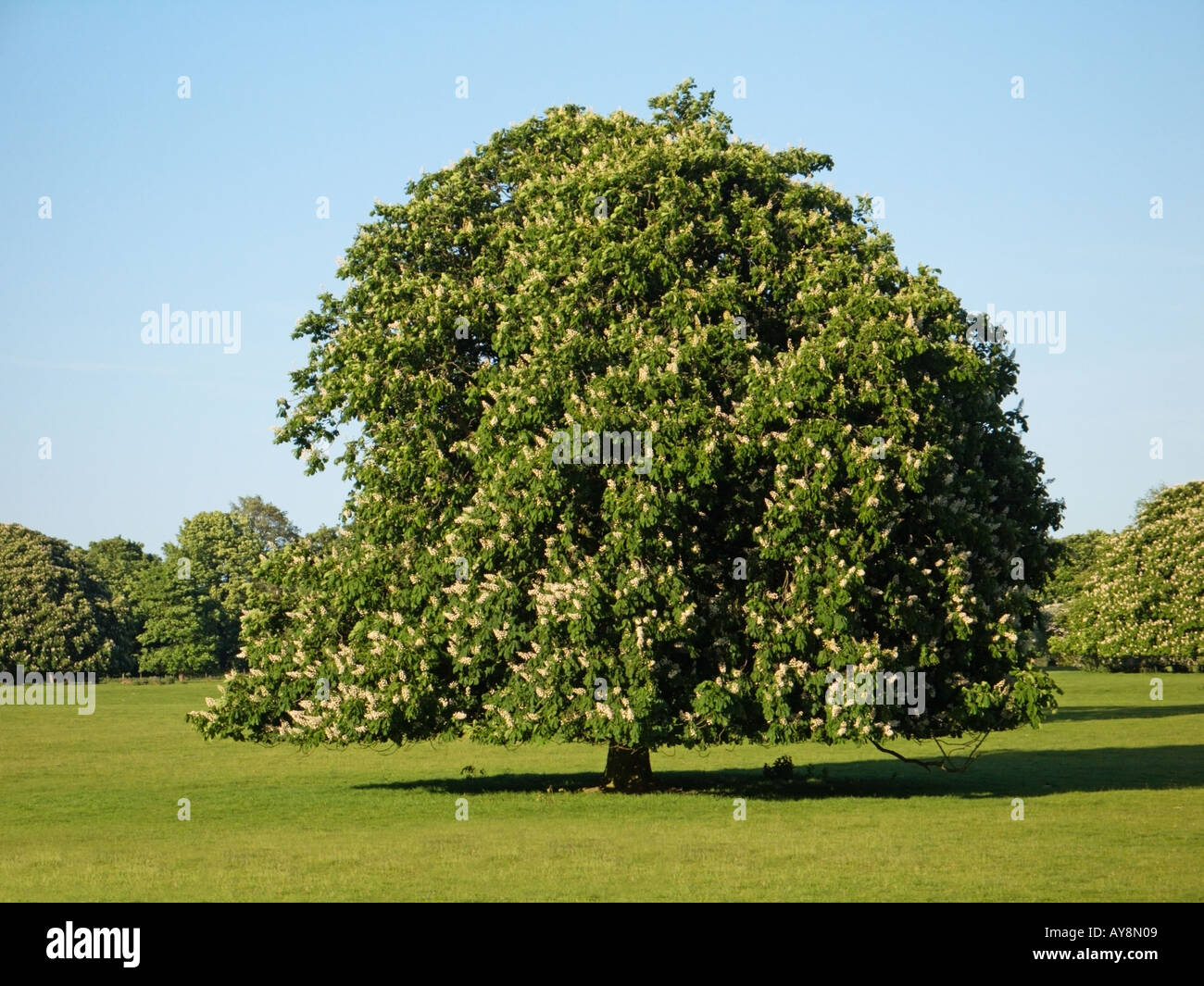 Horse-chestnut or conker tree in full blossom Stock Photo - Alamy