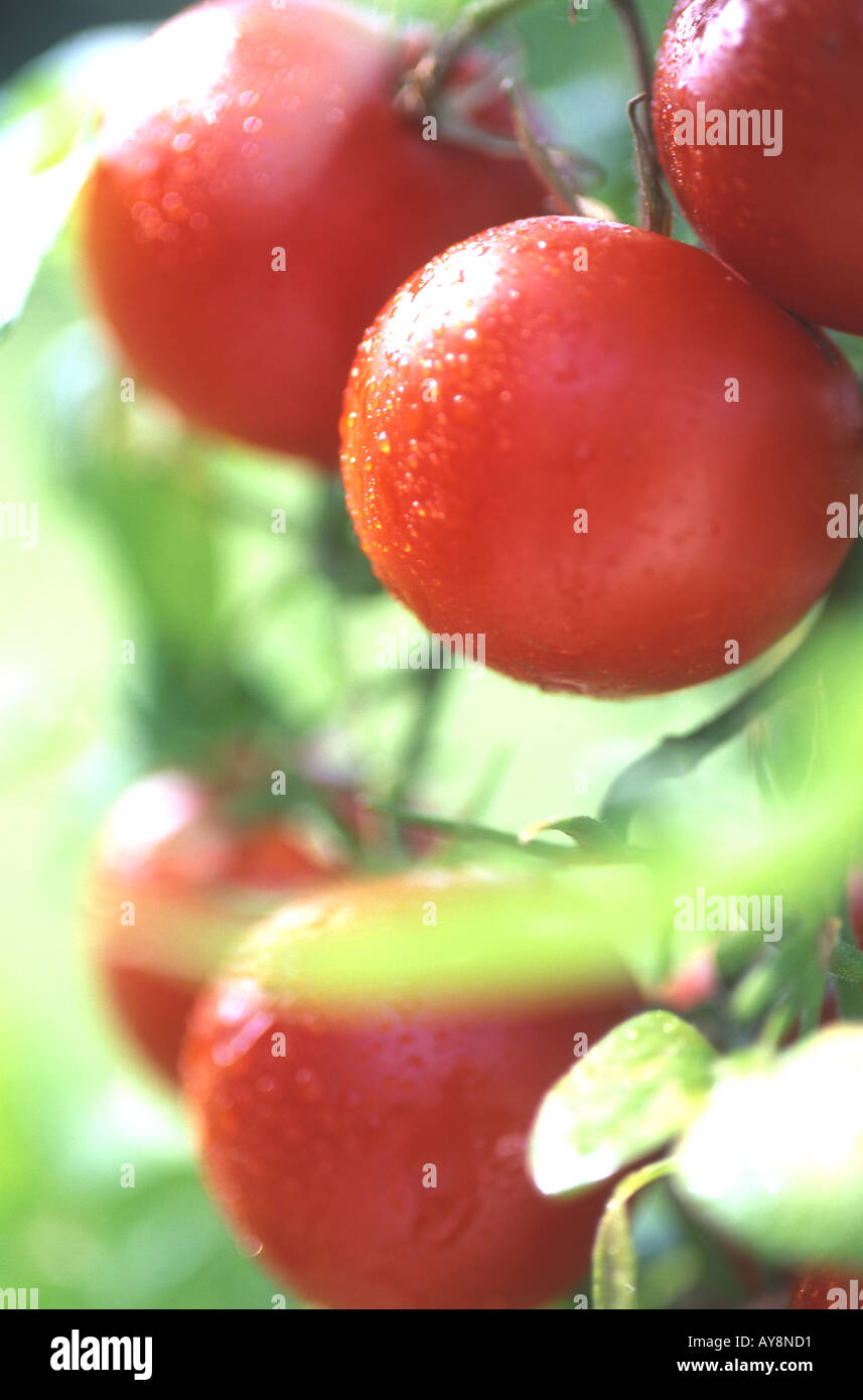 Transgenic tomato plant hi-res stock photography and images - Alamy