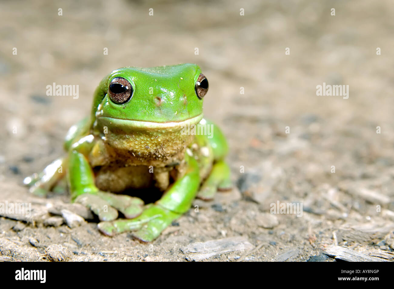 Tree animal amphibian ground hi-res stock photography and images - Alamy