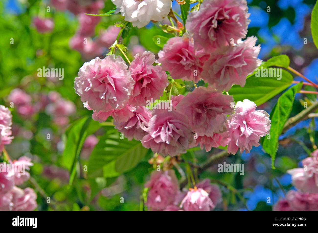 pink blossom tree nature spring green Stock Photo - Alamy