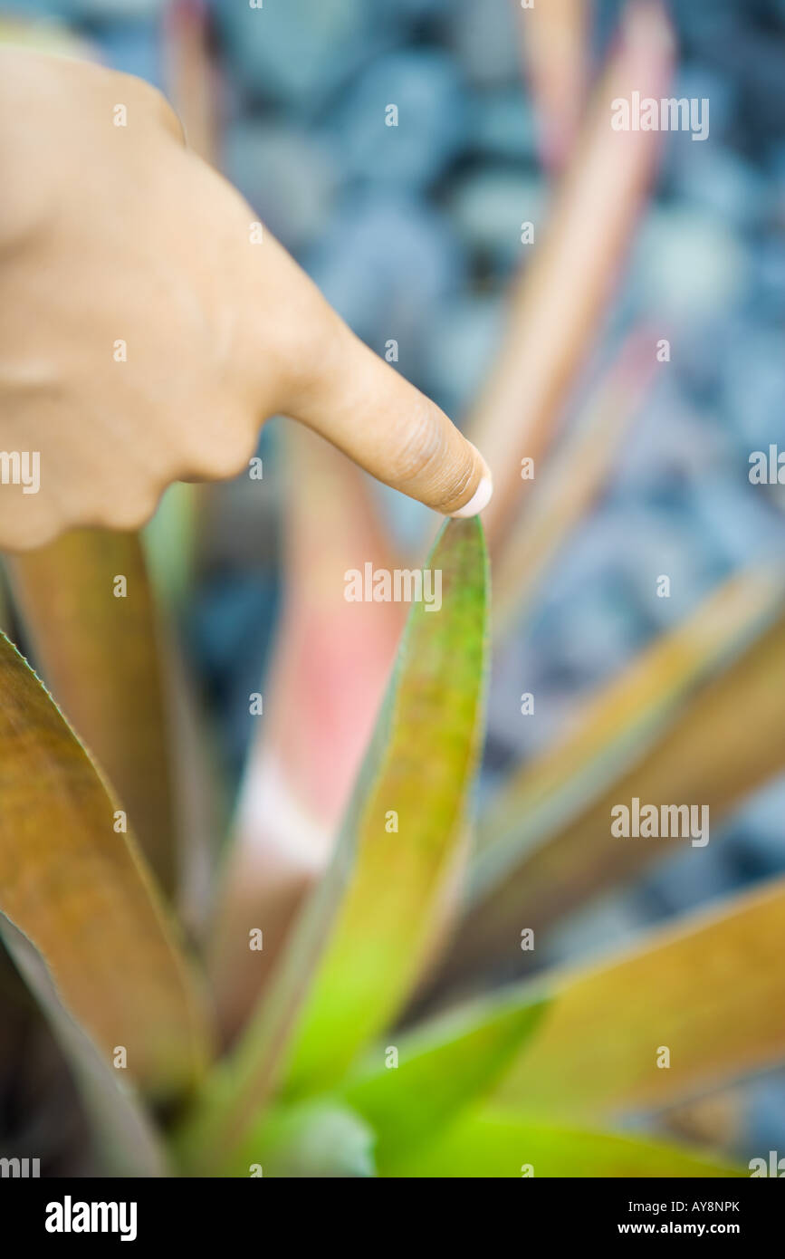 Finger touching tip of leaf, close-up Stock Photo - Alamy